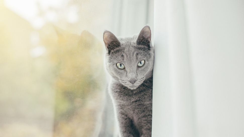 32 facts about Russian Blue cats | PetsRadar