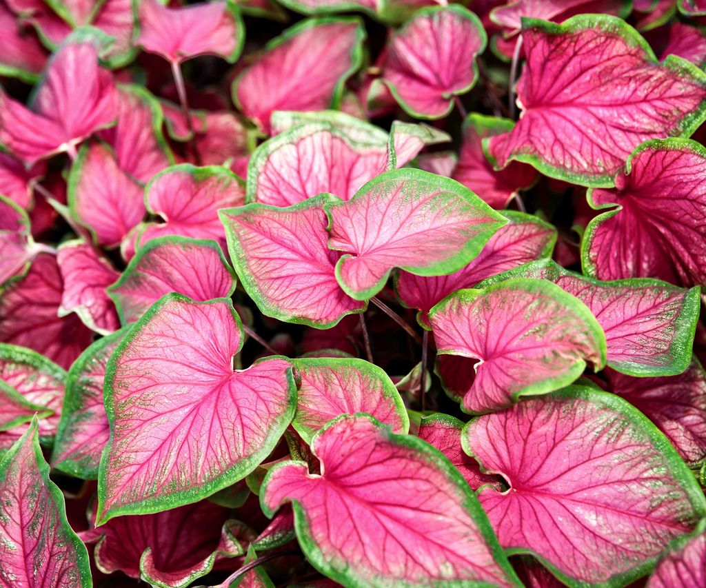 When and how to plant caladium bulbs: expert advice | Homes and Gardens