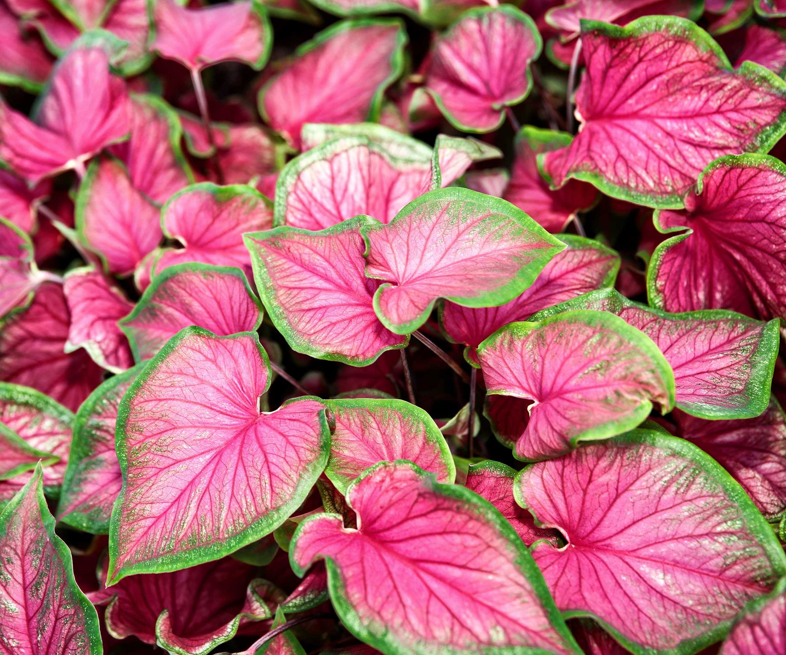 When and how to plant caladium bulbs: expert advice | Homes and Gardens