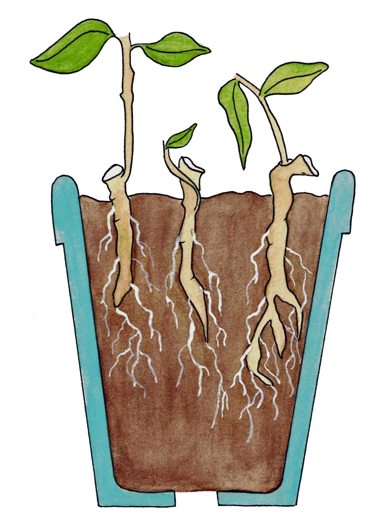 Root Cutting Technique - Learn How To Take Root Cuttings From Plants ...