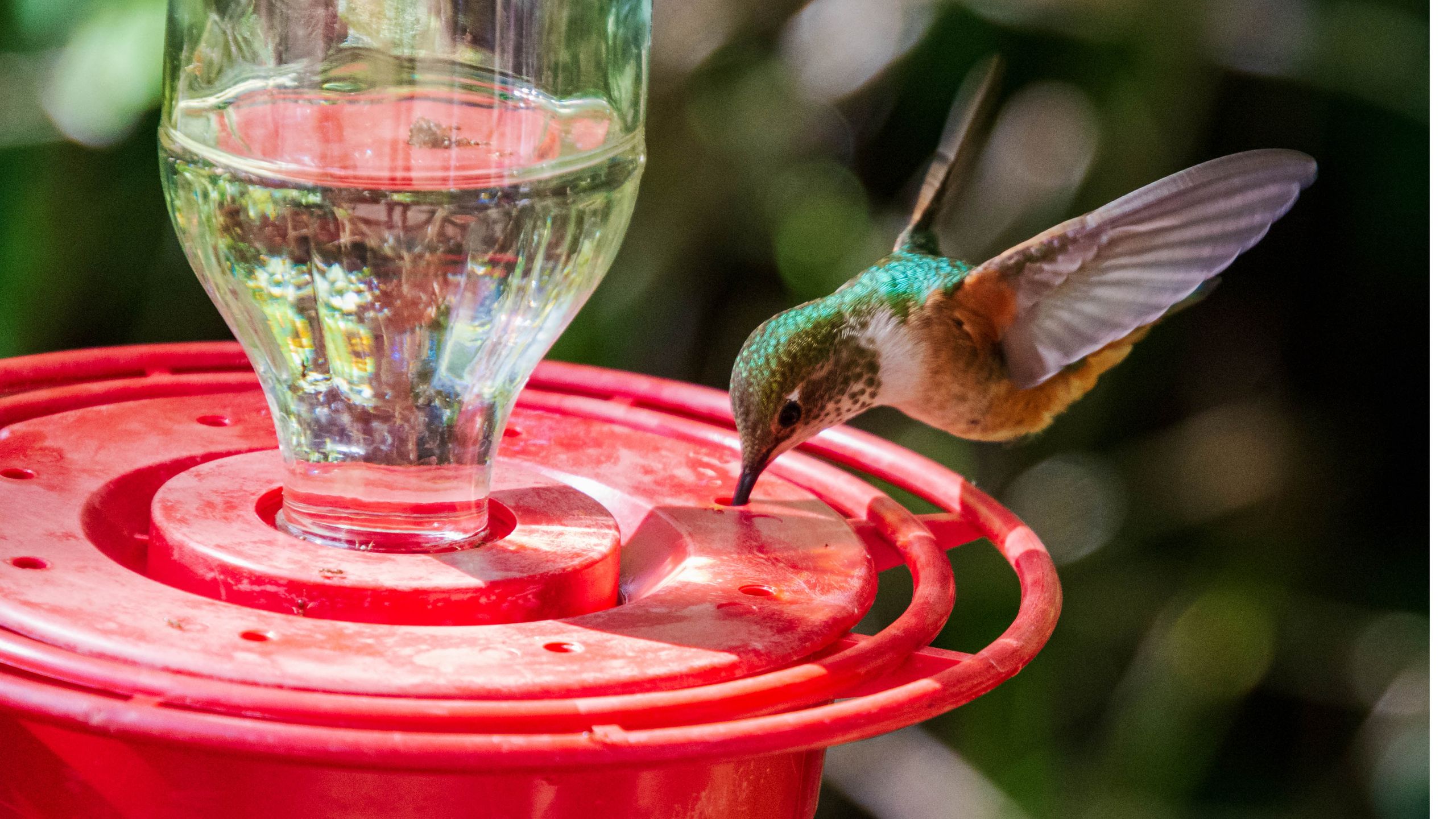 7 easy ways to keep your backyard birds cool in hot weather | Tom's Guide