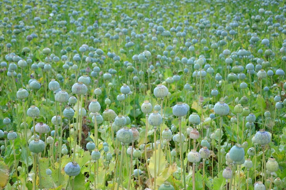 Heroin Facts: Effects, Addiction & Treatment | Live Science