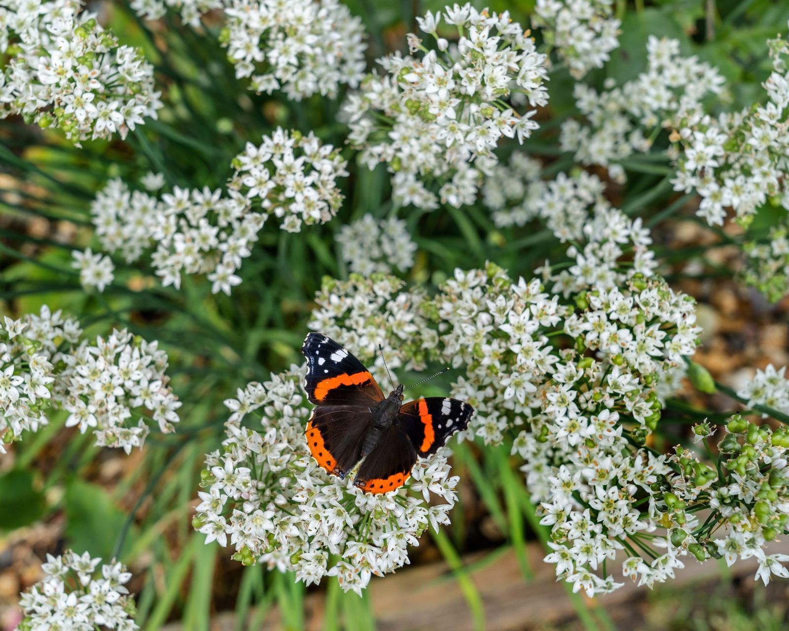 Chives care and growing guide: tips for this perennial herb | Gardeningetc