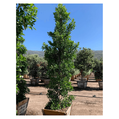 Ficus Nitida — This Hollywood Style Hedge is the Perfect Fence to Add to Your Yard for Maximum ...