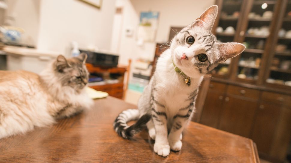 10 signs a cat is happy: How to know if your kitty is content | PetsRadar