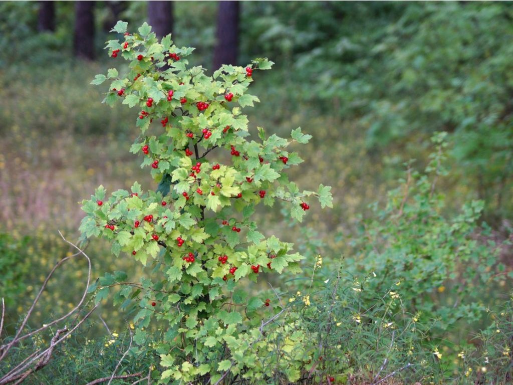 What Is An Alpine Currant: Learn How To Grow Alpine Currants ...