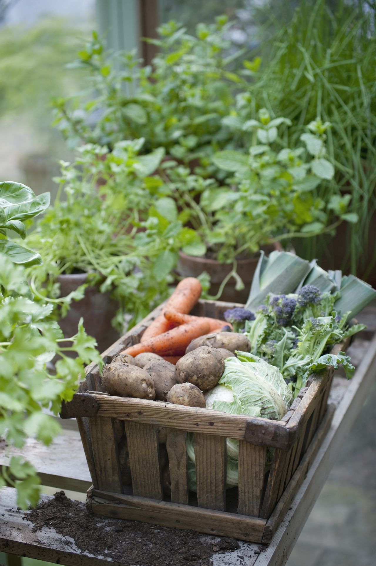 Potato companion plants: best plants to grow with potatoes | Homes and ...
