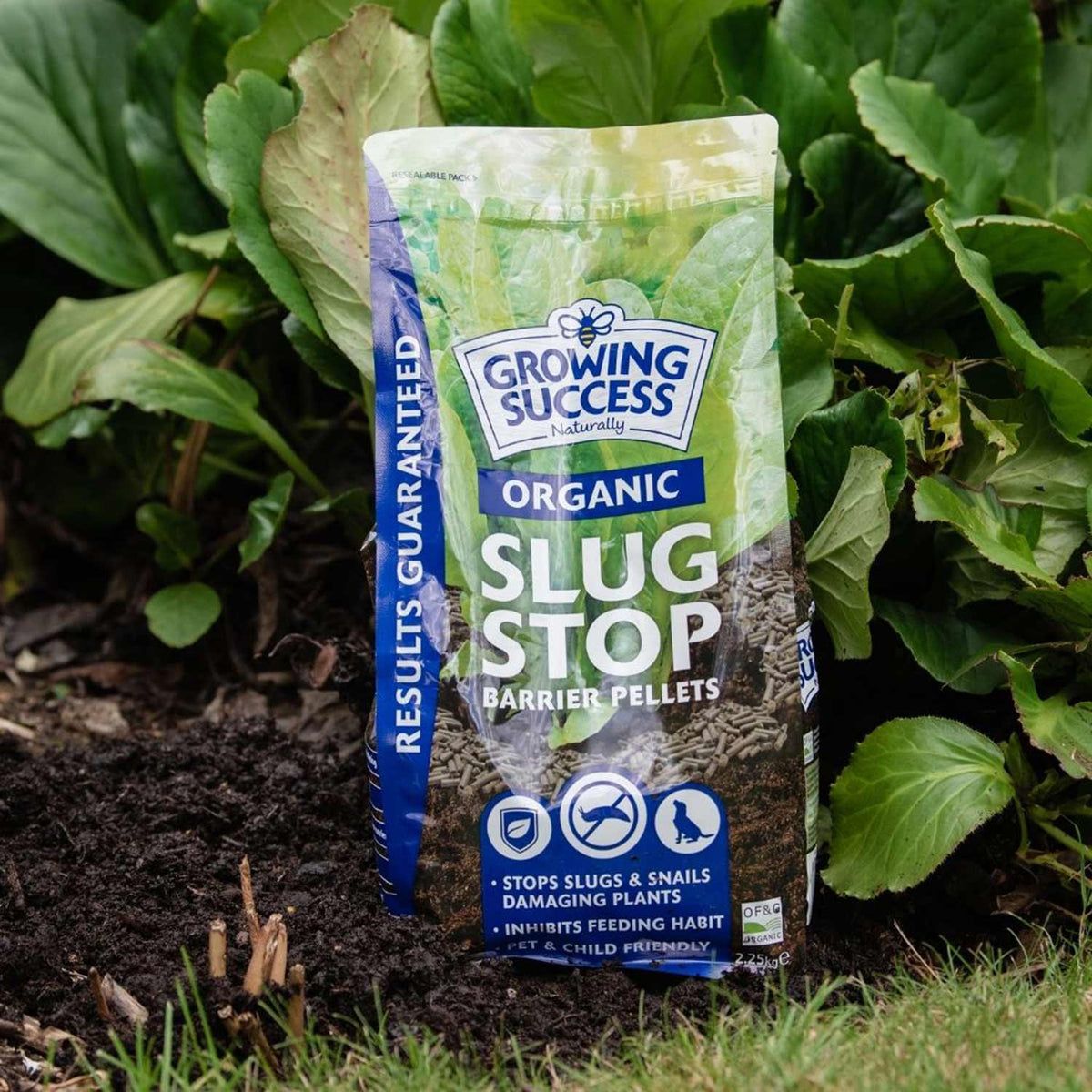 How to get rid of slugs in the garden | Homebuilding