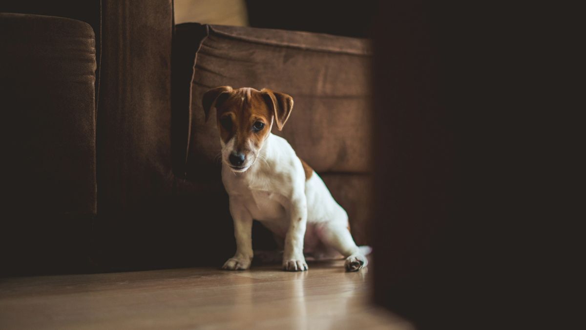 Expert shares 8 reasons for dog scooting | PetsRadar