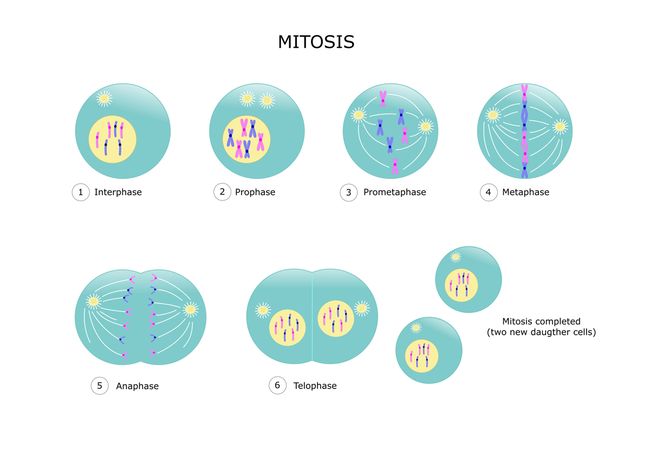 What Is Mitosis? | Live Science