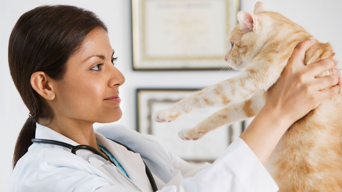 How to carry a cat (without getting scratched) | PetsRadar