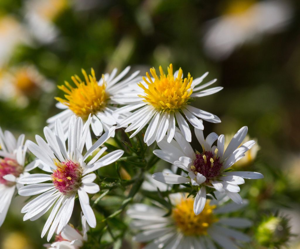 Best aster varieties: expert picks for flowering plants | Homes and Gardens