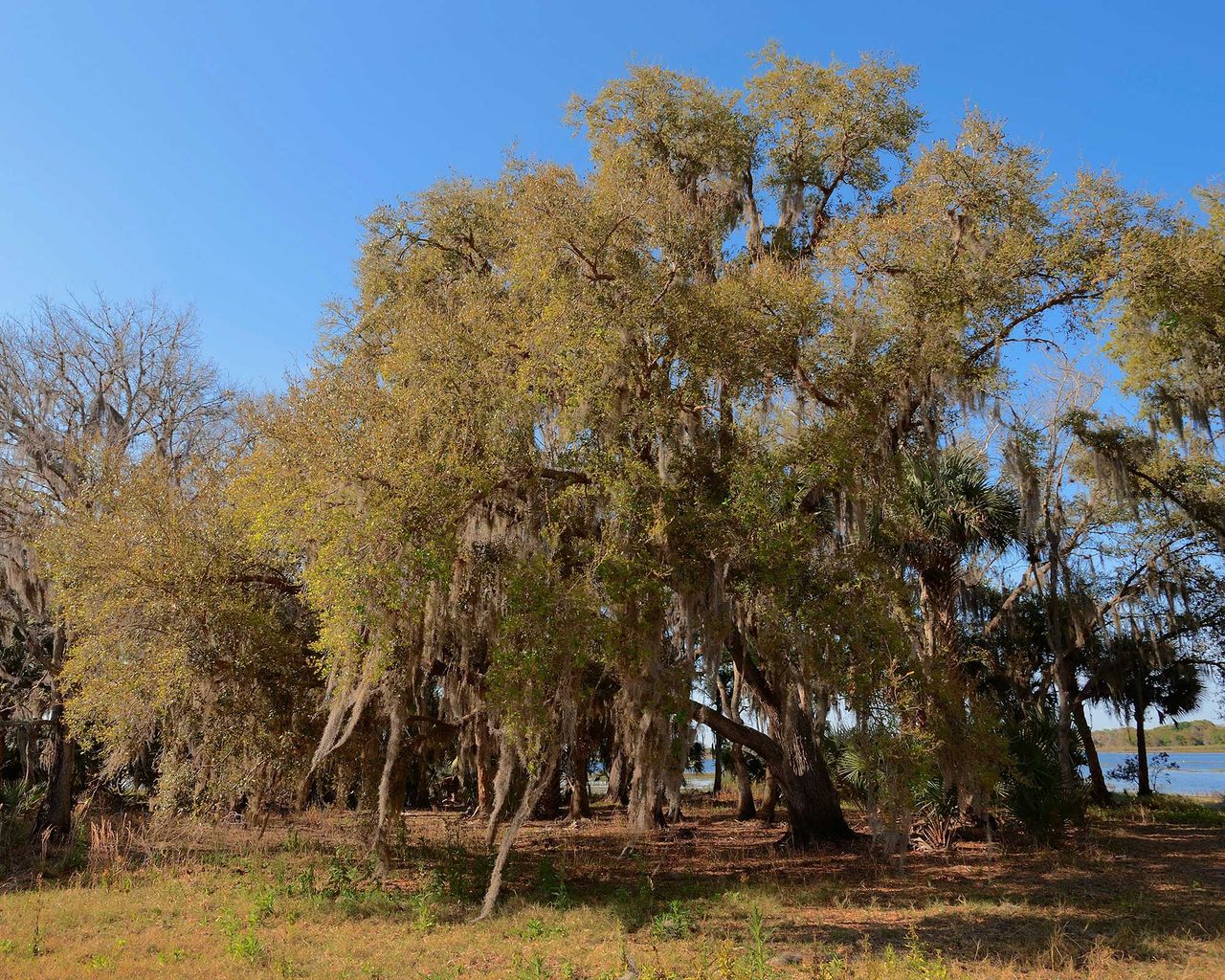 Live oak care and growing guide: tips for these trees | Gardeningetc
