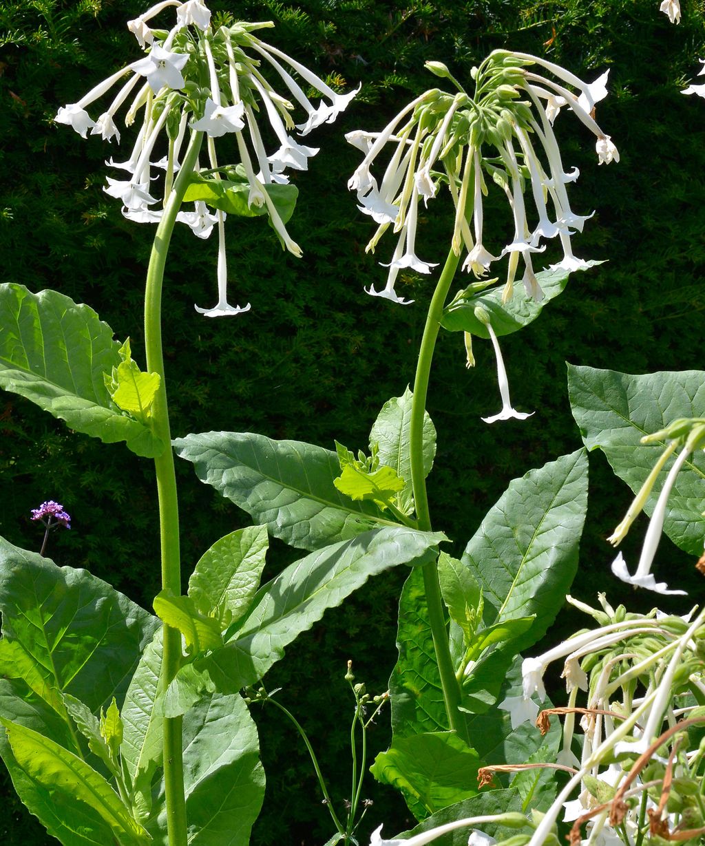 Jungle plants: 16 options for lush and leafy borders | Gardeningetc