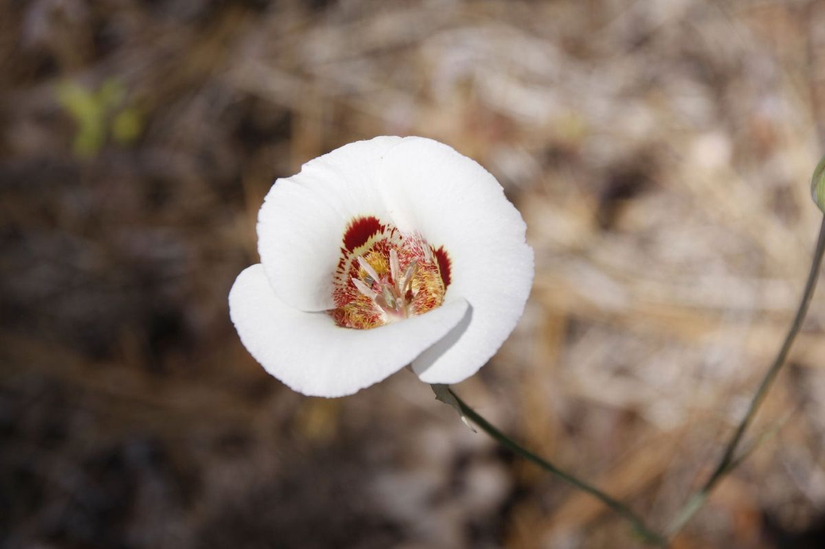 Mariposa Lily Care - Information About Calochortus Lily Plants ...
