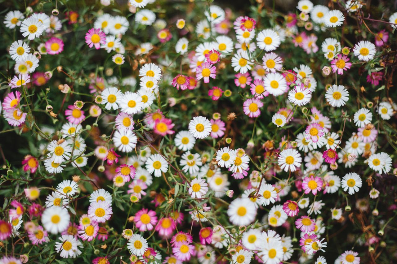 Fleabane Flower is the Perfect Whimsical Touch for a Backyard | Livingetc