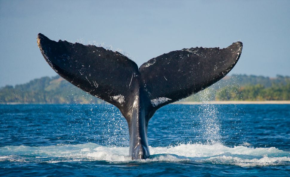 How Much of the Ocean is Whale Pee (and Worse)? | Live Science