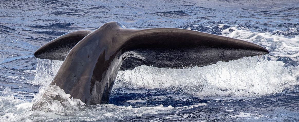 I photograph wildlife from cruise ships, and this is how I do it ...