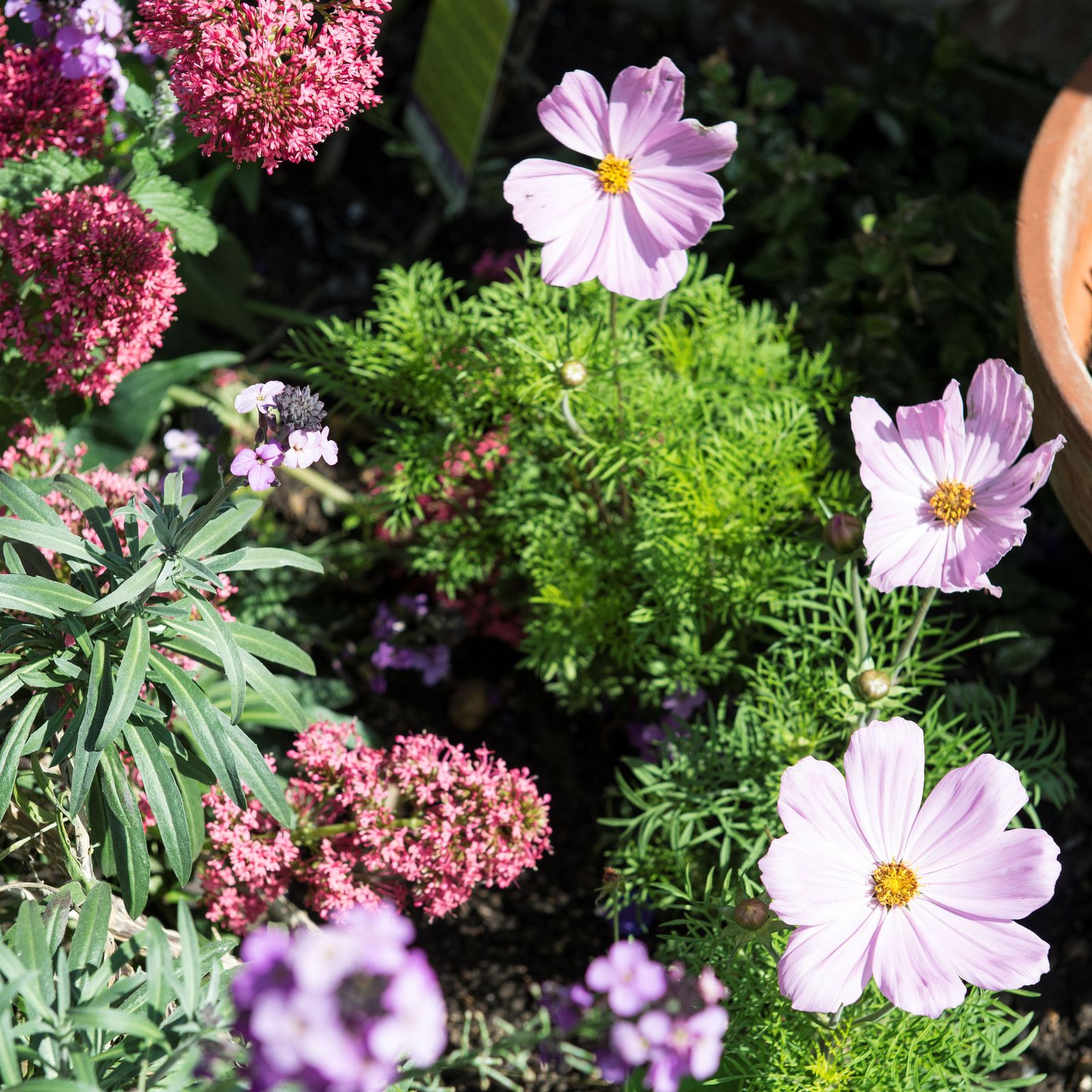 How to grow cosmos: a step-by-step guide | Ideal Home