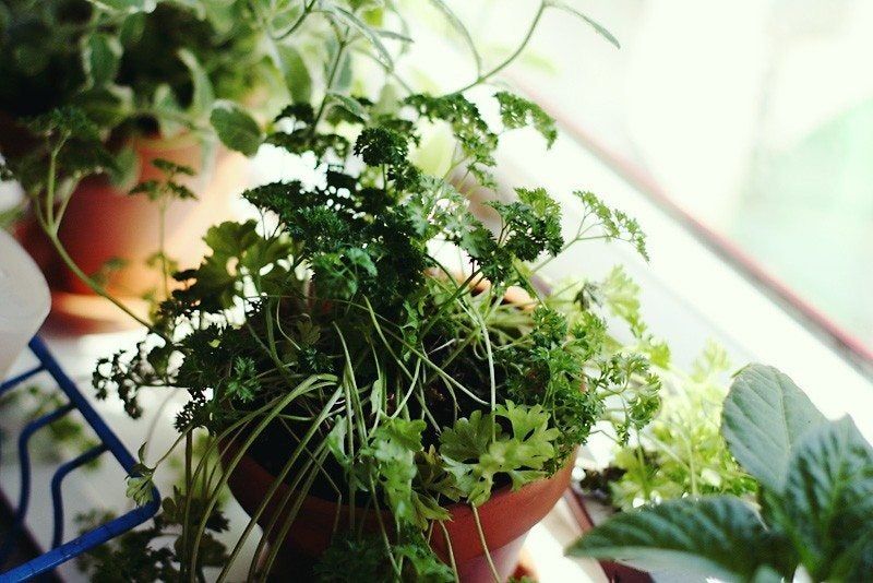 How To Grow An Indoor Window Sill Herb Garden | Gardening Know How