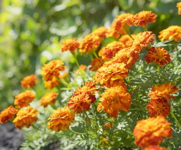 How to grow marigolds in pots for a fantastic summer display | Homes ...