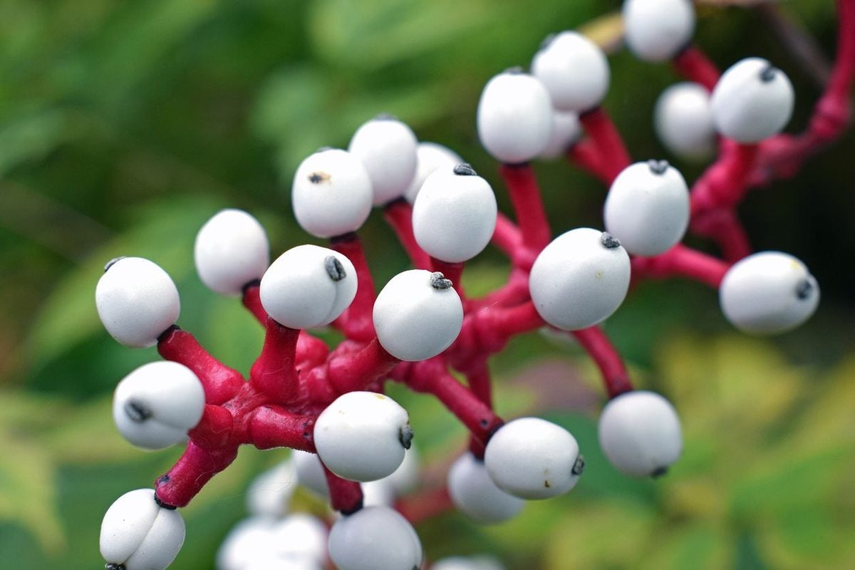 Baneberry Information: Growing White Baneberry Doll's Eye Plants ...