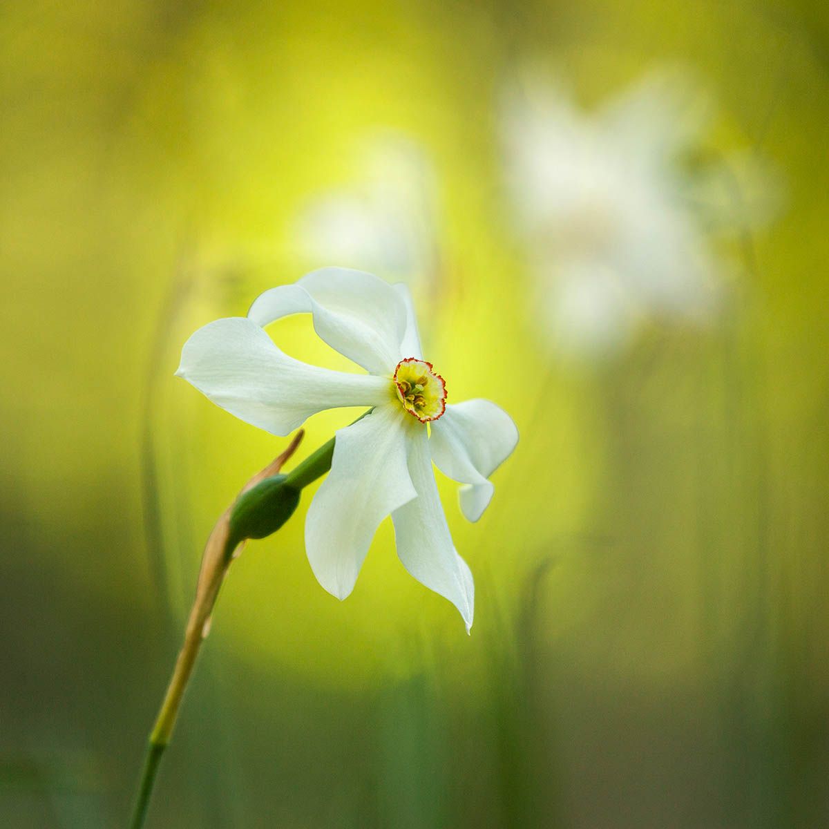 Stunning winning images from International Garden Photographer of the ...