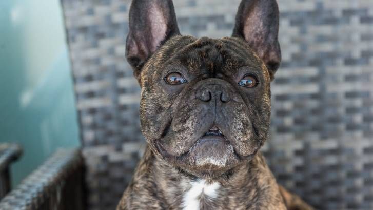 Brindle dog breeds with distinctive tiger-striped markings | PetsRadar
