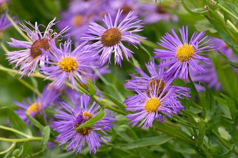 Tips & Information about Asters | Gardening Know How