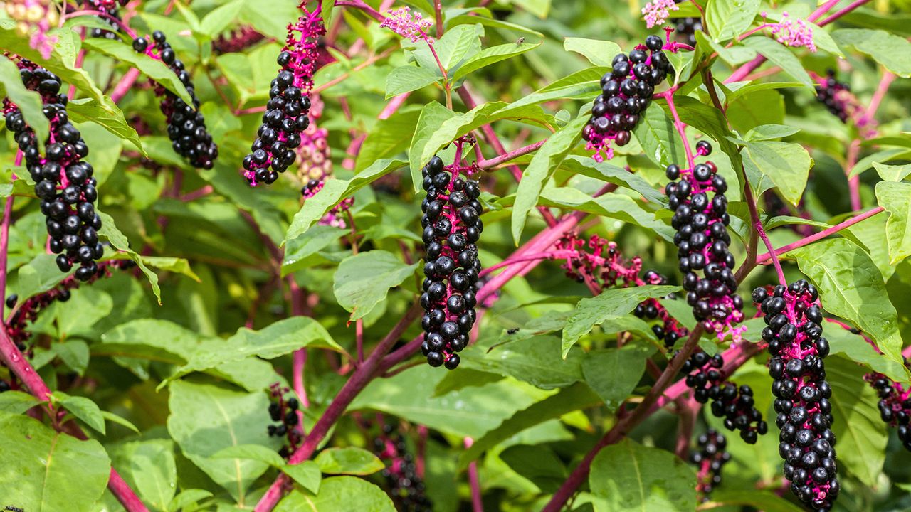 People Hate This Toxic Weed, But I Secretly Love It – Here’s Why ...