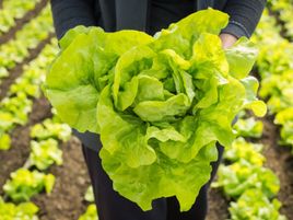 Tips & Information about Lettuce | Gardening Know How