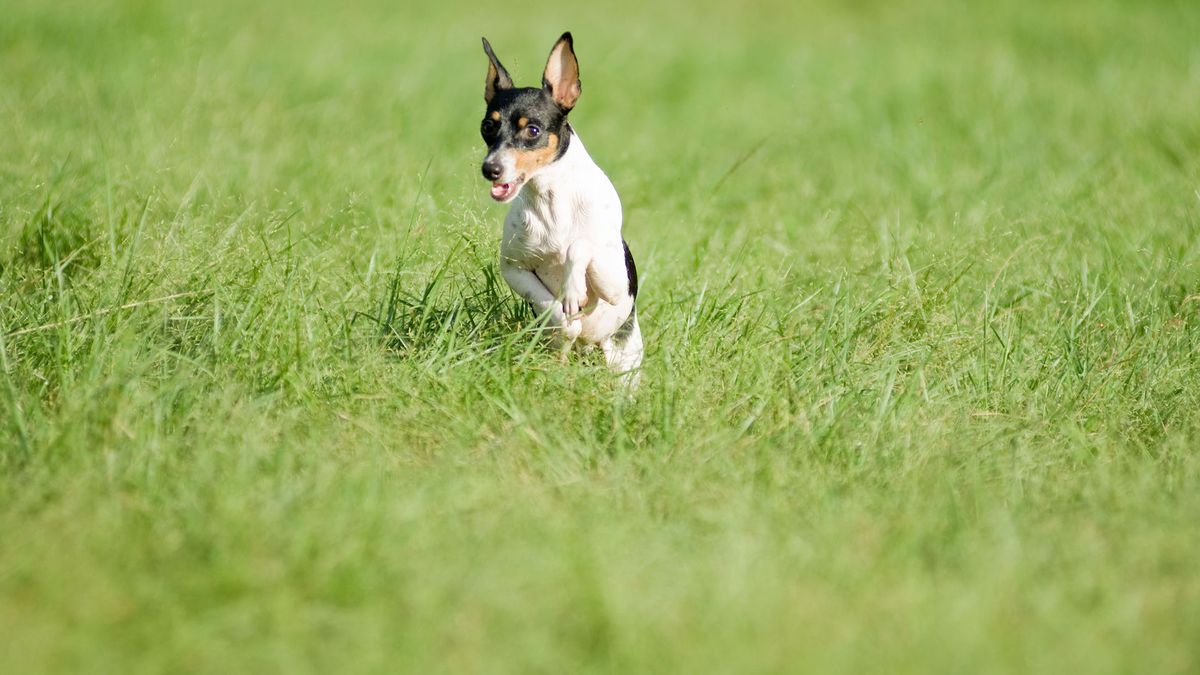 Highest jumping dogs: 20 that can reach impressive heights | PetsRadar
