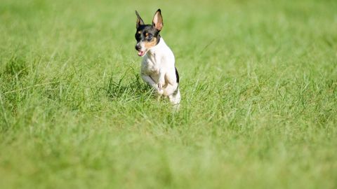 Highest jumping dogs: 20 that can reach impressive heights | PetsRadar