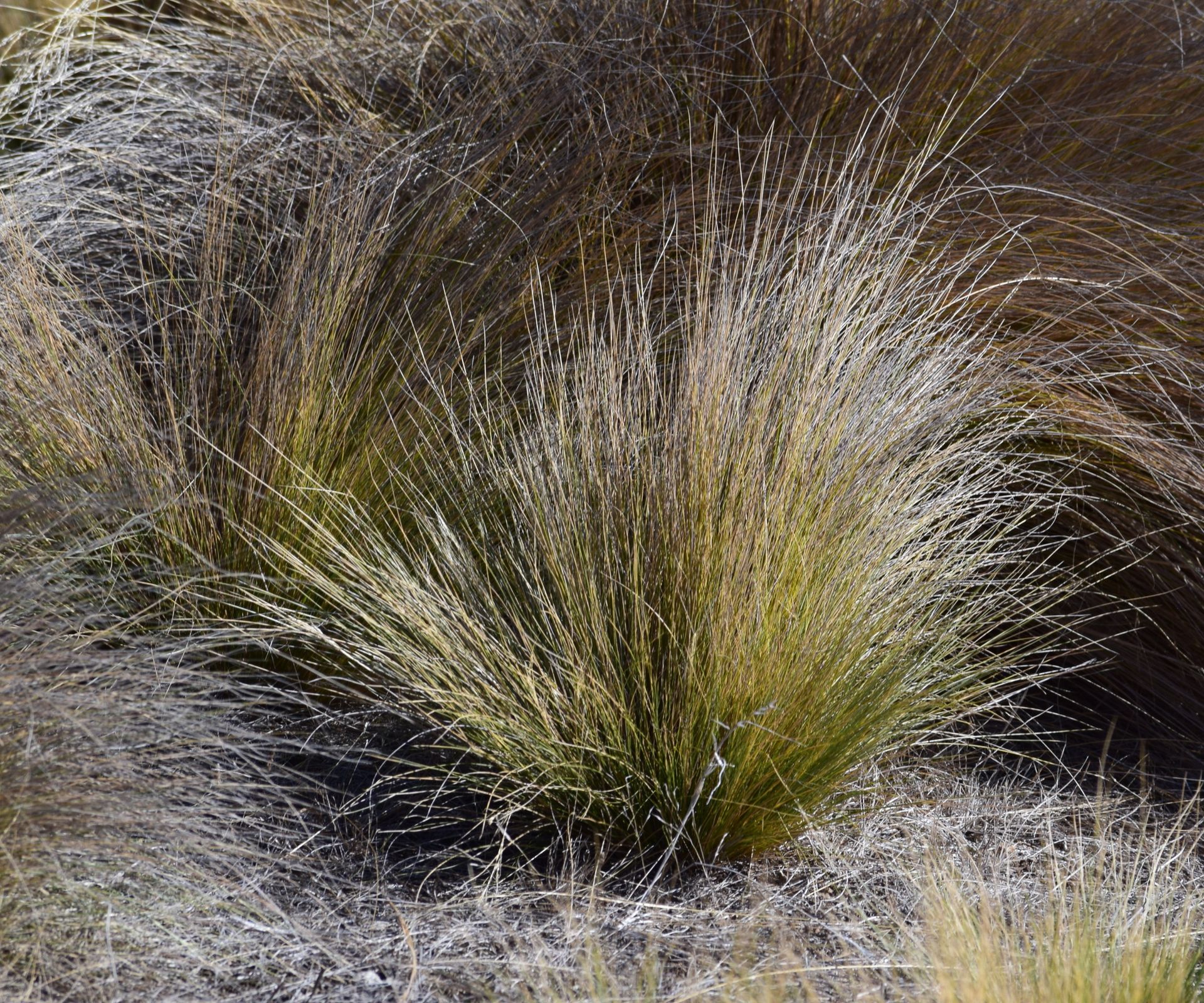 Best ornamental grasses for winter interest: expert picks | Homes and ...