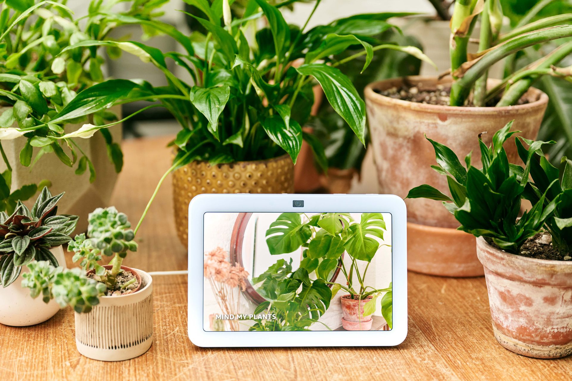 4 Ways Your Alexa Device Can Help With Your Houseplant Care | Livingetc