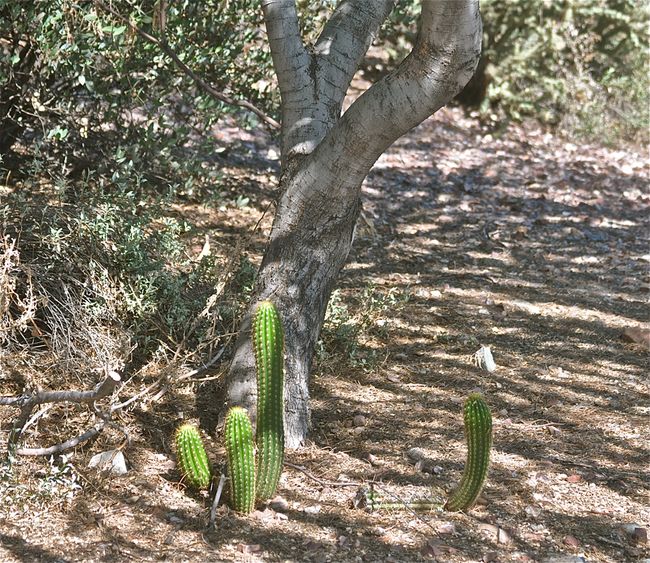 Flowering Beauty: Photos of Desert Ironwood Trees | Live Science