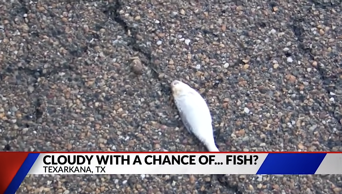 2021 ended with fish raining from the sky in East Texas | The Week