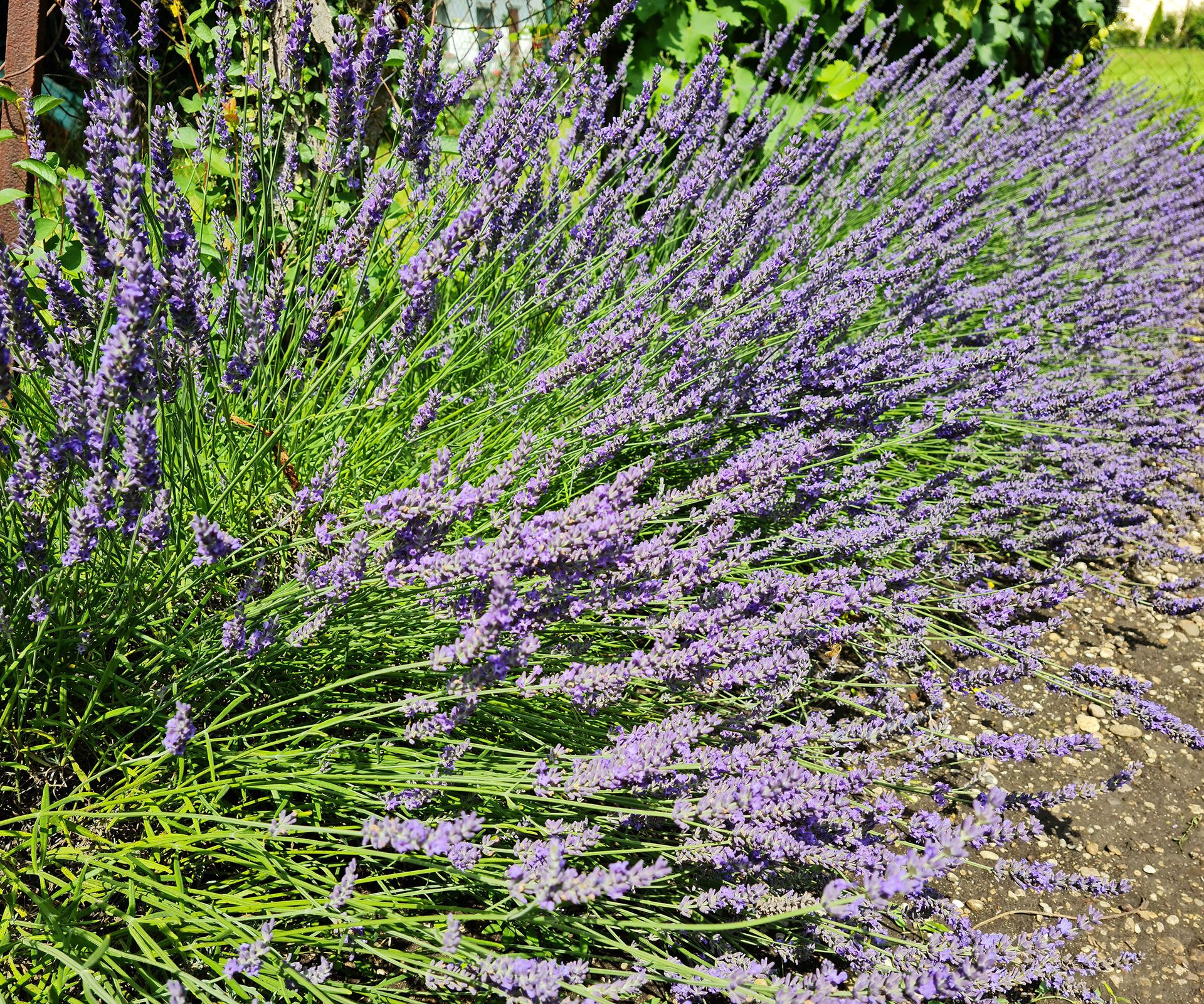 Lavender growing mistakes: the 6 top errors to avoid | Homes and Gardens