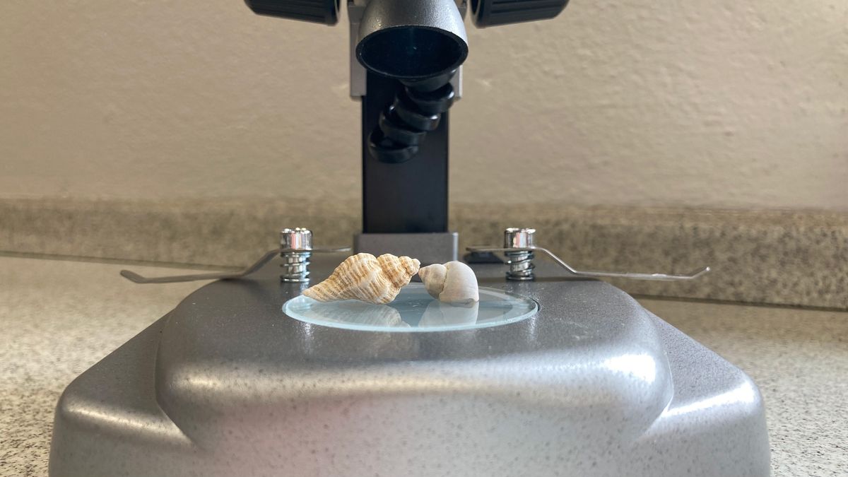 National Geographic Ultimate Dual Stereo Microscope review | Live Science