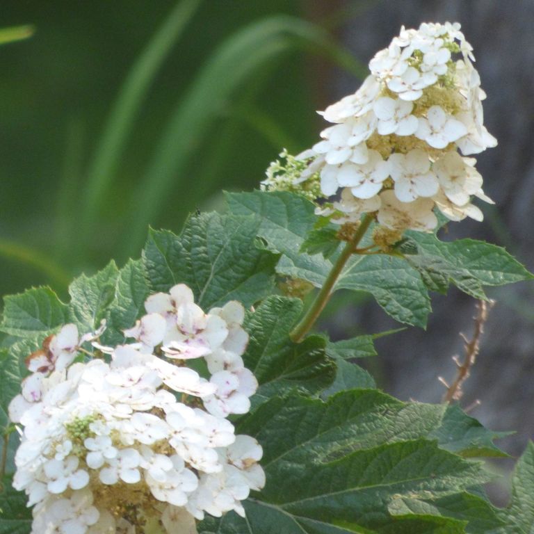 Growing Oakleaf Hydrangeas - Tips On Hydrangea Care And Maintenance ...