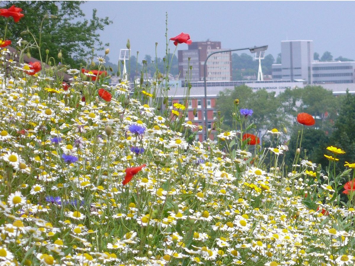 What Is An Urban Meadow – Learn About Urban Meadowscaping | Gardening ...