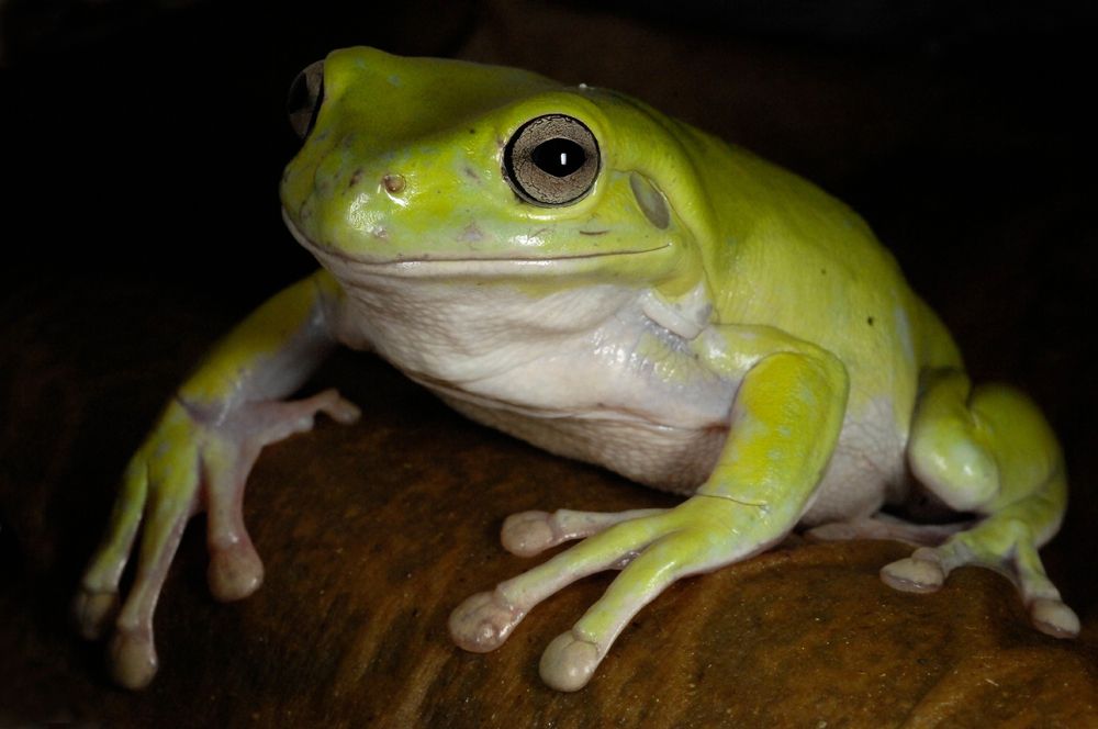 The Kaleidoscopic Colors of Frogs | Live Science