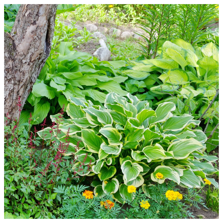 Cutting Back Hostas in the Fall — An Expert Guide | Livingetc