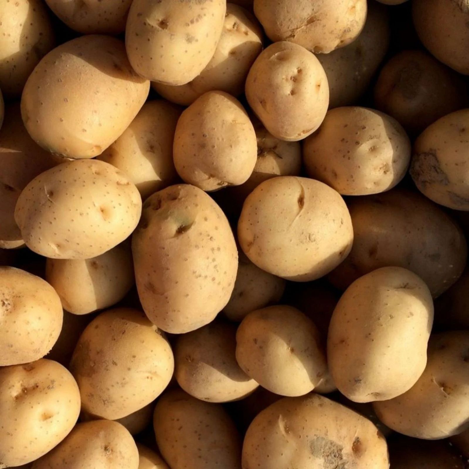 When to harvest potatoes – an expert guide | Ideal Home