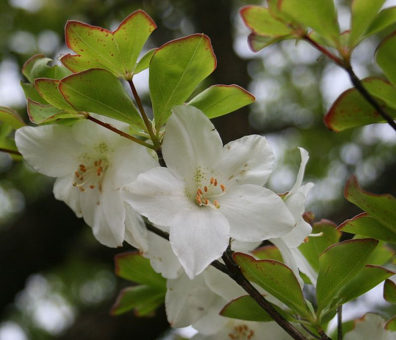 Tips & Information about Azaleas | Gardening Know How