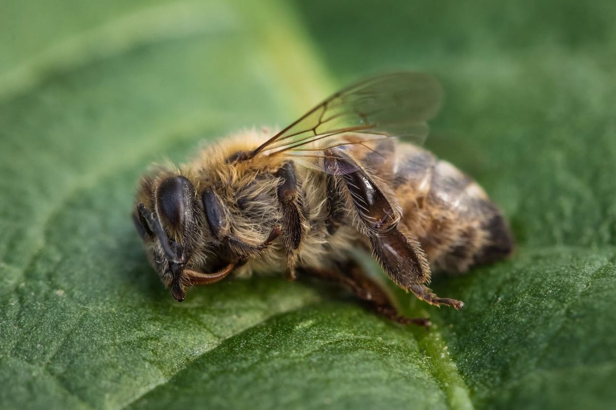 Labels On Pesticides That Harm Bees: What Do Bee Hazard Warnings Mean ...