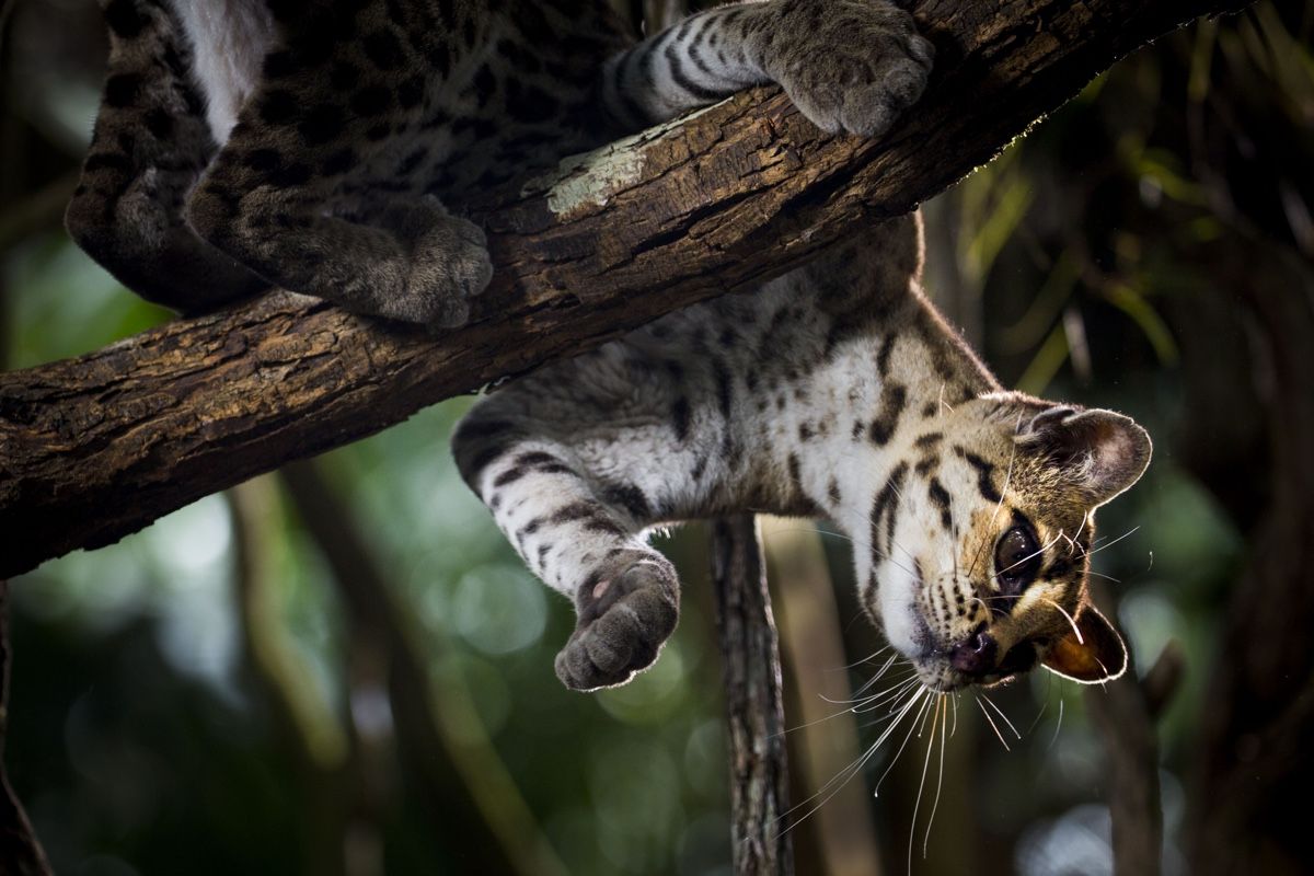 Meet the Rare and Fabulous Felines of 'Super Cats' (Photos): Page 3 ...