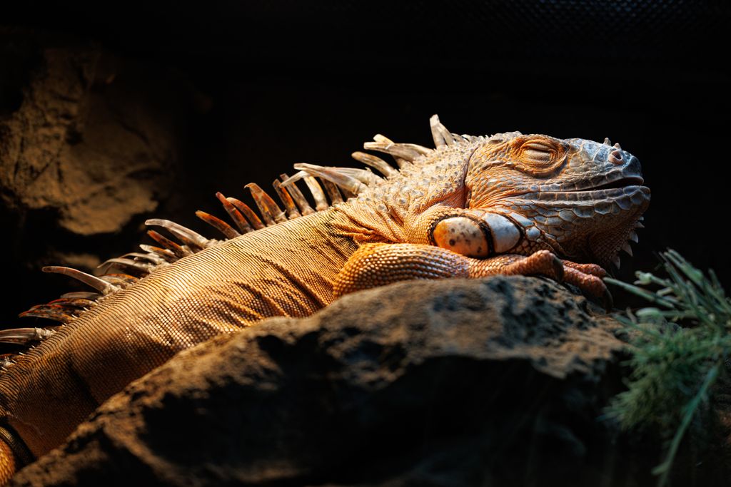 Best reptile heating pads: Maintain your terrarium temp | PetsRadar