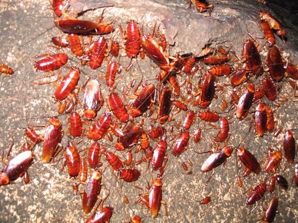 Creepy Crawlies & Flying Wonders: Incredible Cave Creatures | Live Science