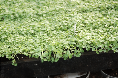 How to Grow and Care for a Corsican Mint Lawn — Transform Your Boring Turf Into a Leafy Green ...